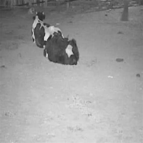 Cow Detection Object Detection Dataset And Pre Trained Model By Cows