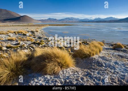 The Altiplano Los Flamencos National Reserve Atacama Desert
