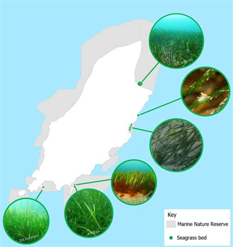 The Manx Blue Carbon Project Mapping The Islands Seagrass Beds
