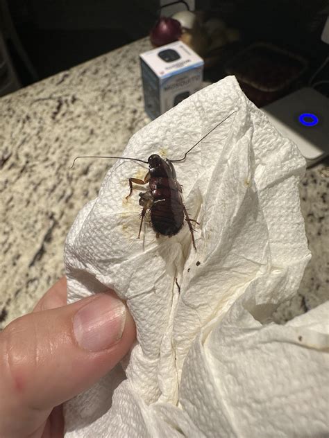 Need Help Identifying This Roachbug I Spotted Today Rpestcontrol