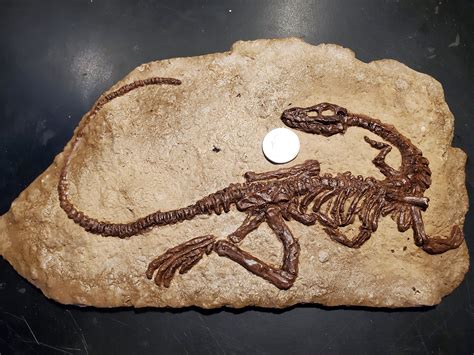 Small Theropod Dinosaur Fossil Jurassic T Rex Etsy