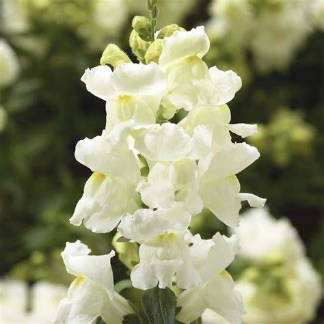 White Snapdragon Bouquet