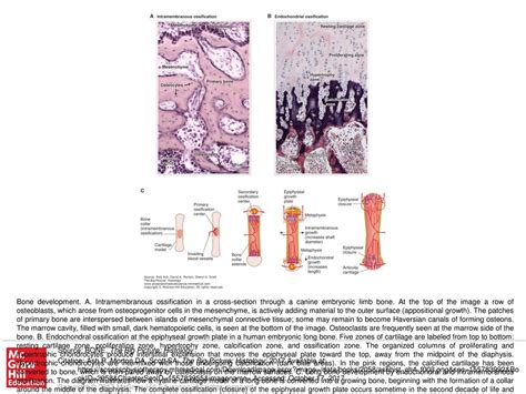 Bone Development A Intramembranous Ossification In A Cross Section