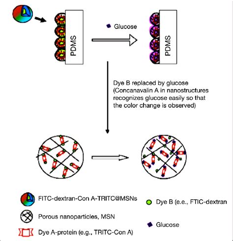 Steps For Producing The Nanostructured Fret Sensor For Monitoring