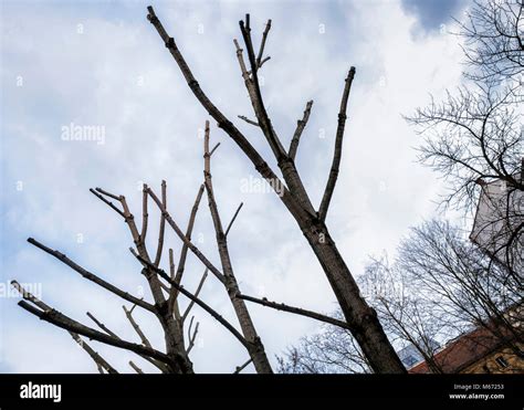 Trees No Leaves Stock Photos Trees No Leaves Stock Images Alamy