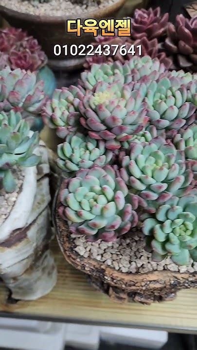 다육이블루엘프영탁폼미첬다다육엔젤 Youtube