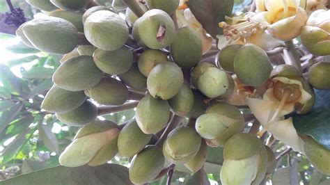 ជ ជីសរីរាង្គធម្មជាតិ សញ្ញាក្របីក្រហម ក្រុមហ៊ុន លី ប៉ោជូ