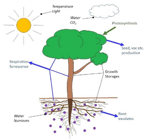 Components Of Carbon Balance Of A Tree Carbon Gain Green Arrow And Download Scientific