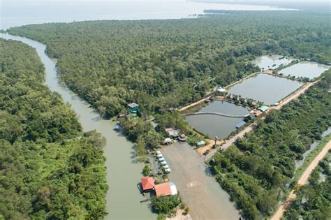 숲나무 열대우림 생태계의 놀라운 풍부한 맹그로브 숲 공중보기와 녹색 나무 숲의 건강한 환경 배경 질감 은 높은 각도보기 0명에 대한 스톡 사진 및 기타 이미지 Istock