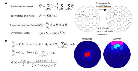 Integration Of Tissue Growth And Reaction Diffusion Models A Download Scientific Diagram