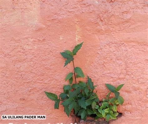 Kampanyador Sa Ulilang Pader Man