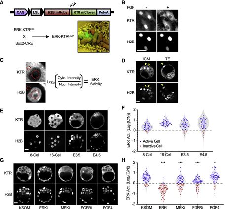 Cell Cycle Dependent Erk Signaling Dynamics Direct Fate Specification In The Mammalian