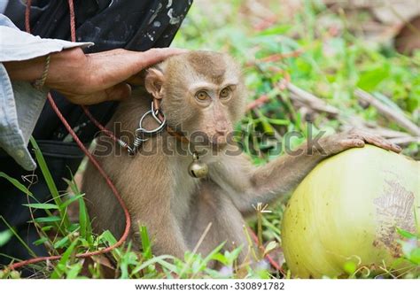 Monkey Coconut Labor Royalty Free Images Stock Photos Pictures Shutterstock