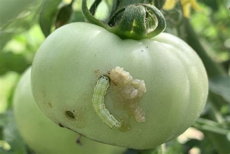 Arkansas Tomato Fruit Worm Study Develops New Insecticide Recommendations
