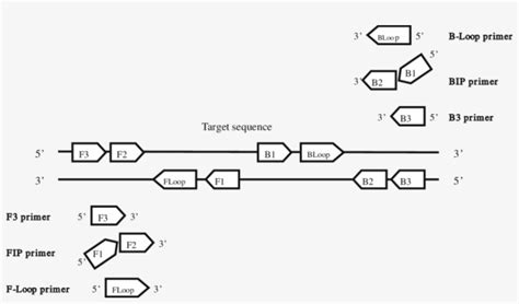 Schematic Representation Of Lamp Primer Design Diagram 850x459 Png