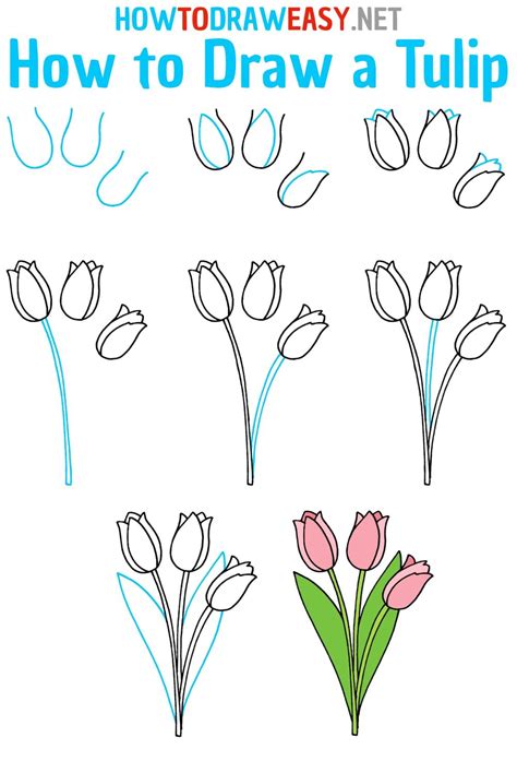 How To Draw A Tulip Step By Step Tulip Drawing Flower Drawing Tutorials Tulips