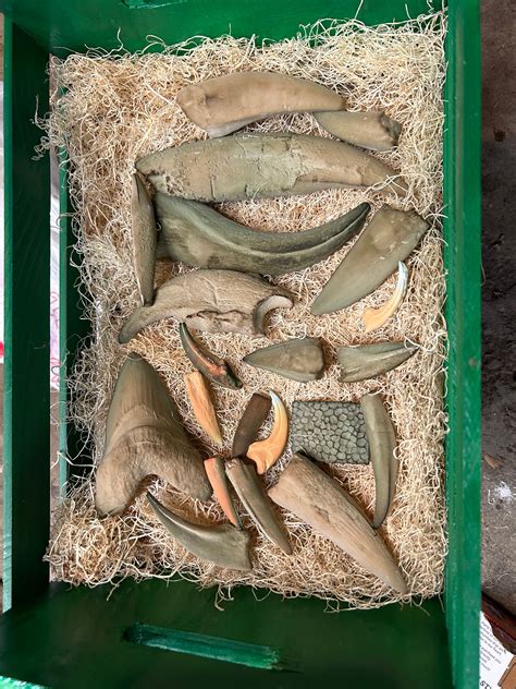 Dinosaur Cast Replica Fossils Etsy