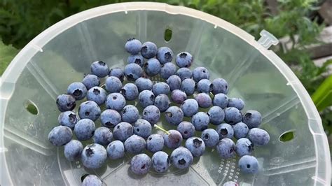 슬기로운 농촌 생활 블루베리 두 번째 따는 날 Youtube
