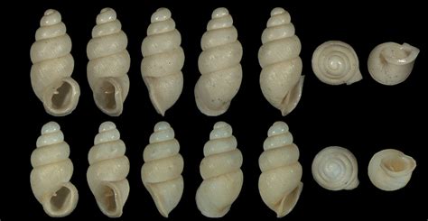 Snail Shell Fossils