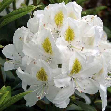 Rhododendron Madame Masson