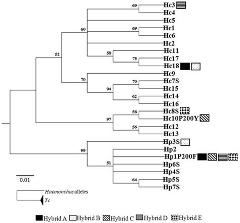 the genealogical world of phylogenetic networks using networks not