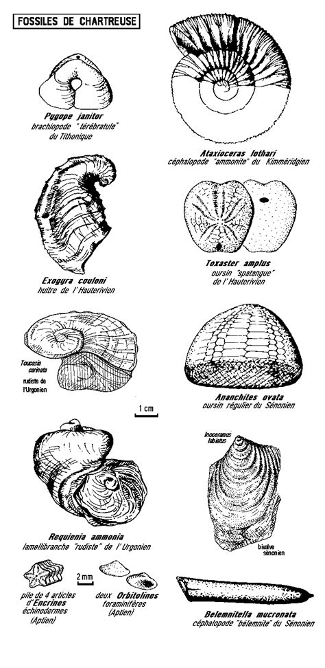 Fossiles Et Fossilisation