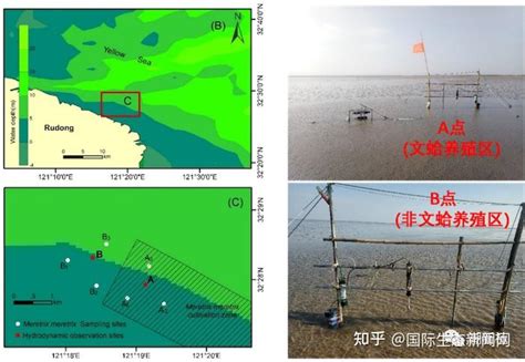 潮间带湿地动力 沉积 地貌与底栖动物相互作用过程研究进展 知乎