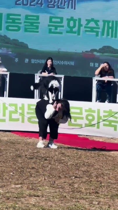 보더콜리 루나 Youtube