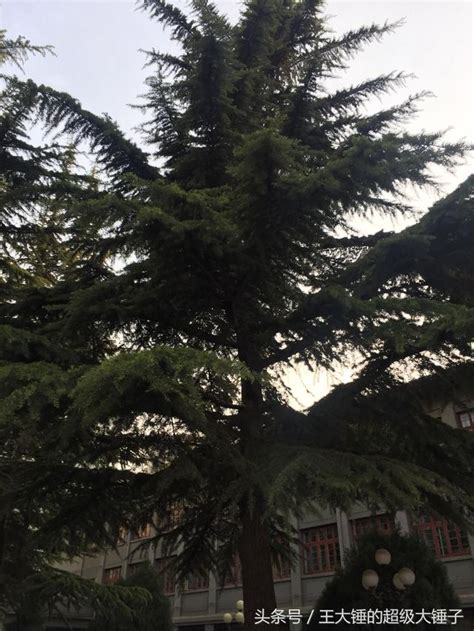 鬧市中的一片淨土洗滌心靈深處的地方閱讀書籍的海洋大學 每日頭條