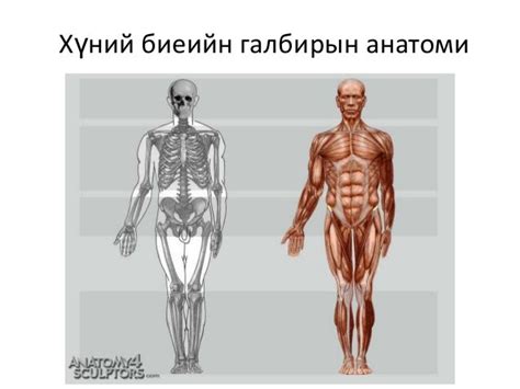 хүний биеийн галбирын анатоми