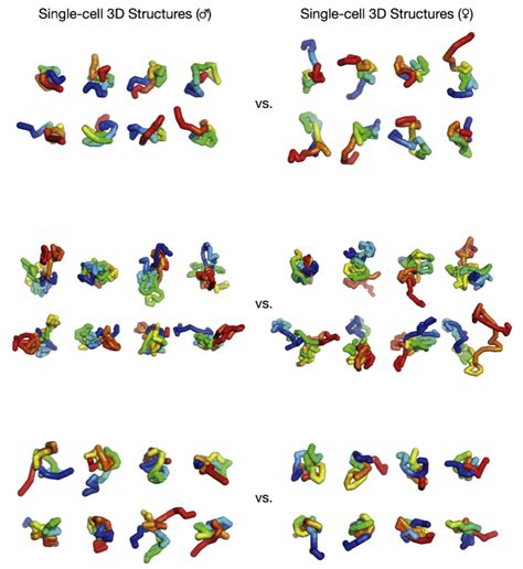 破解人类「基因组三维结构」百年科学难题，斯坦福学者开发生物医学新工具，助力精准医疗 谭隆志