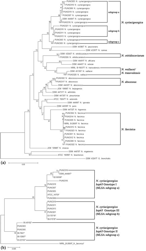 Phylogenetic Trees Are Shown And Were Conducted Using The Download Scientific Diagram