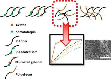 用于血管组织工程的静电纺丝生物活性圆柱支架的制备与优化 Iranian Polymer Journal X Mol