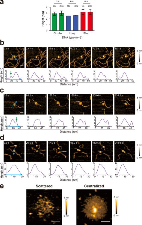 Dynamic Interactions Of Circular Dsdna Long Linearized Dsdna And Download Scientific Diagram