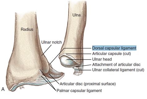 Proximal Radioulnar Joint Ligaments