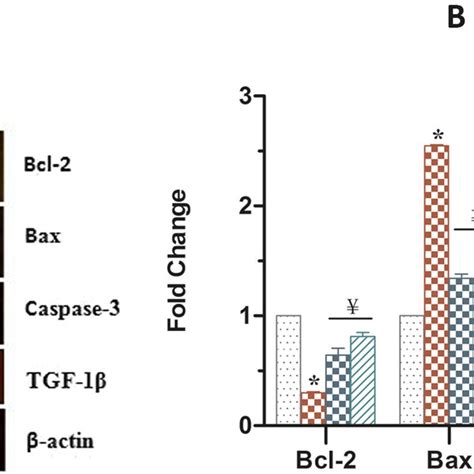 Impact Of Mesm Pre Cotreatment On The Expression Of Pro Apoptotic And Download Scientific