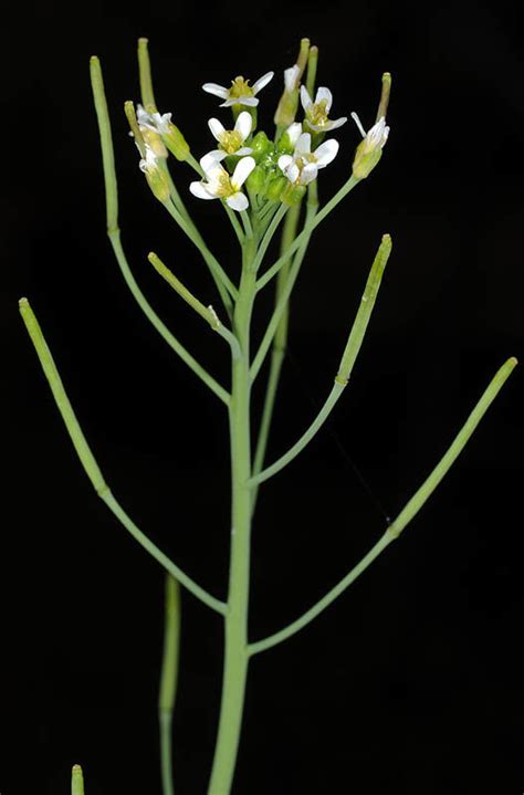 Arabidopsis Thaliana L Heynh Plants Of The World Online Kew Science