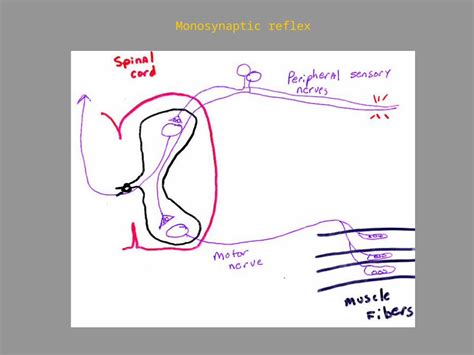Ppt Monosynaptic Reflex Physiology G6001 Nerve And Synapse Classical