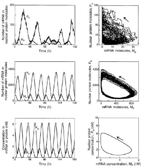 Sustained Oscillations Left Column And Limit Cycle Right Column