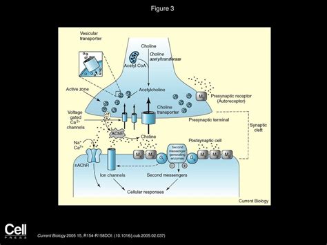 Volume 15 Issue 5 Pages R154 R158 March 2005 Ppt Download
