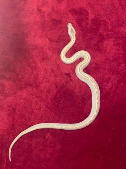 Hypo Patternless Het Albino Het Gulf Coast Caramel 50 Het Granite Burmese Python By Barbee Doll