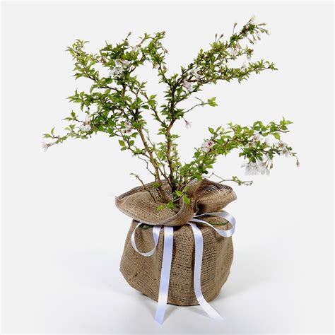 Holly Trees For Sale Trees Direct