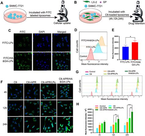 Cellular Uptake Of A And Drug Retention Assay B Of Haandga Lps C