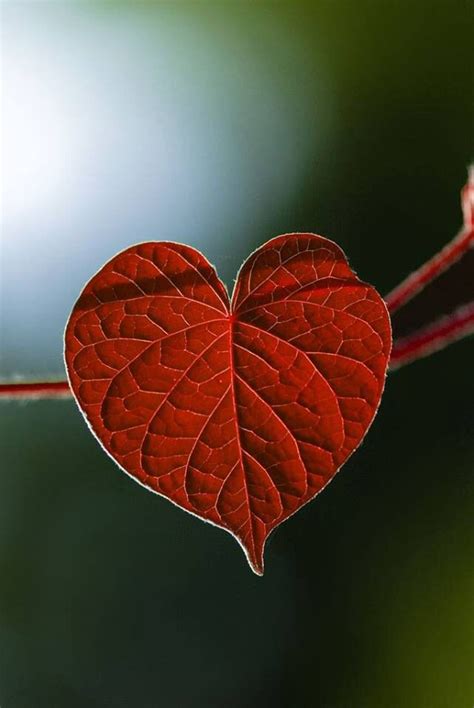 Hearts In Nature Photos