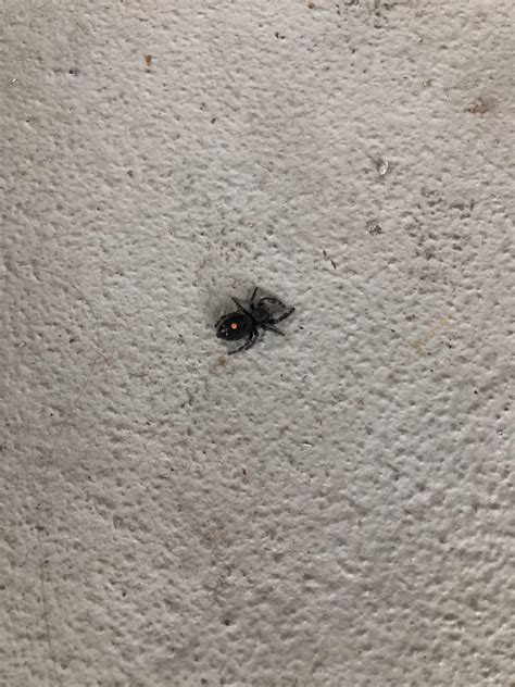 Interesting Spider With Orange Dot Tramp Stamp R Spiders