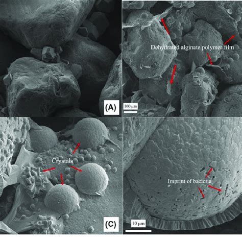 Microstructure Of Micp A And Na Alginate Treated Sand Samples After Download Scientific