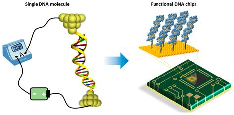 Jfb Free Full Text Dna Based Single Molecule Electronics From Concept To Function