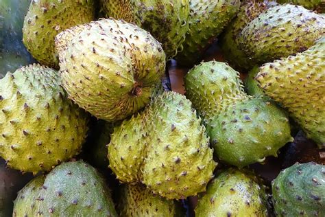 12 Benefits Of Soursop