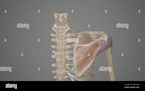 Supraclavicular Nerve