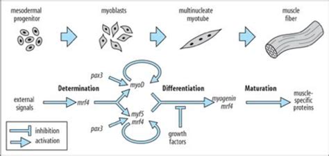 CTO Cell Differentiation Flashcards Quizlet